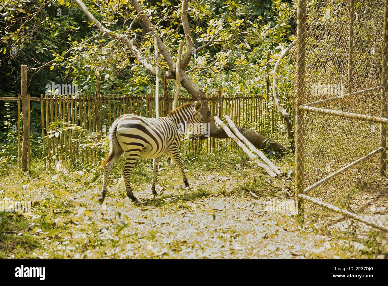 Fences and trees hi-res stock photography and images - Alamy