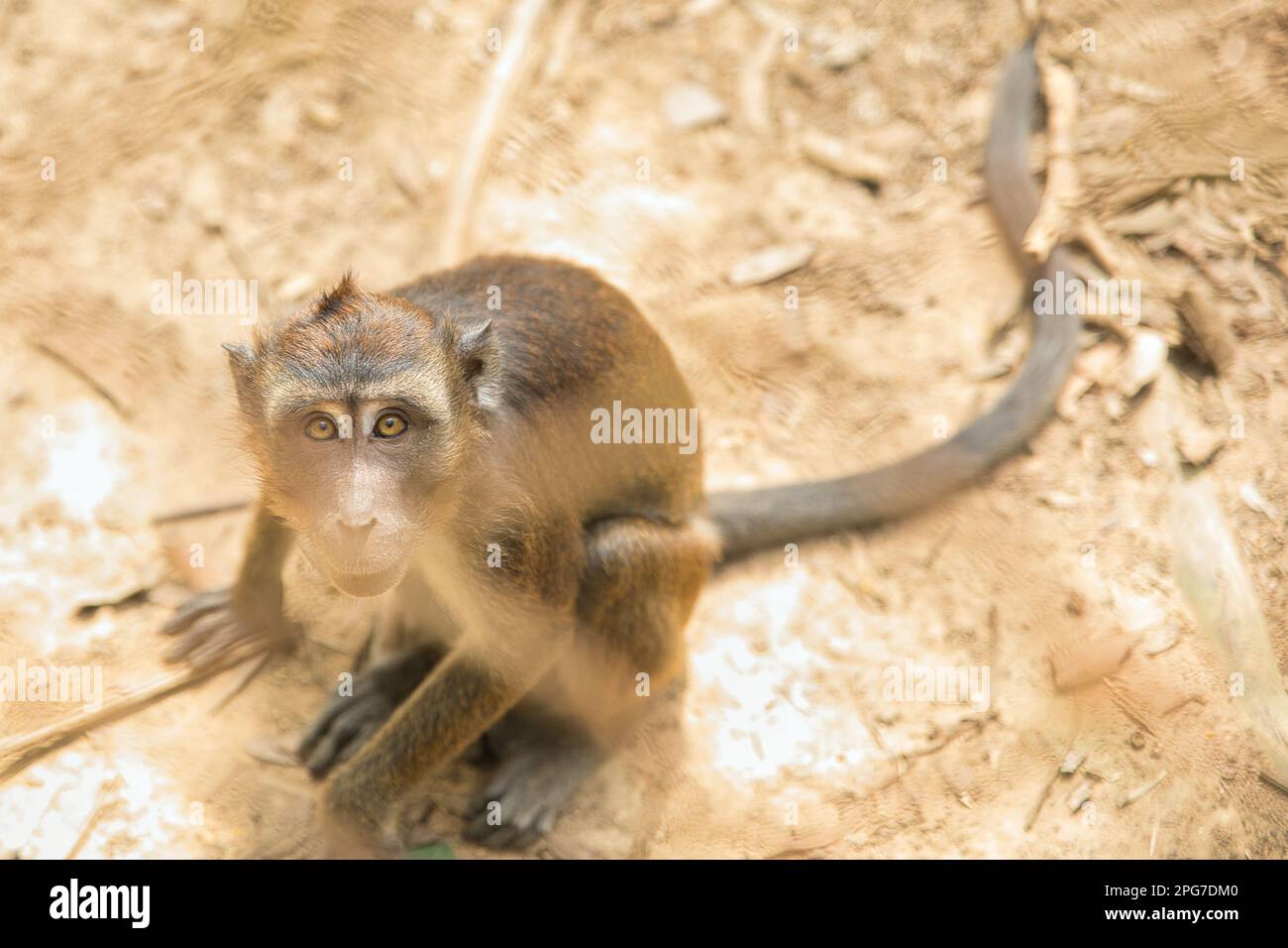 Philippines wildlife macaque hi-res stock photography and images - Alamy