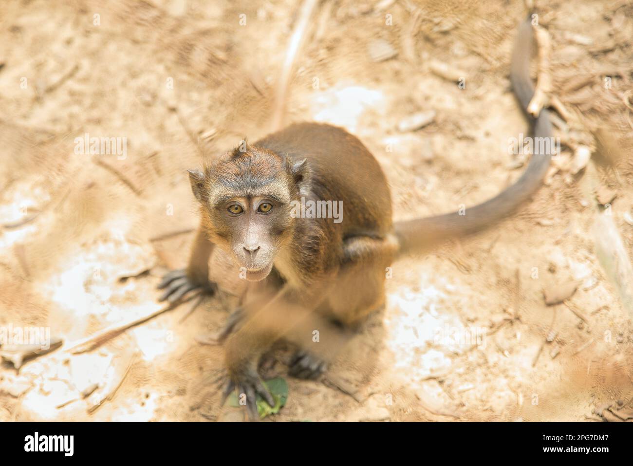 Philippines wildlife macaque hi-res stock photography and images - Alamy