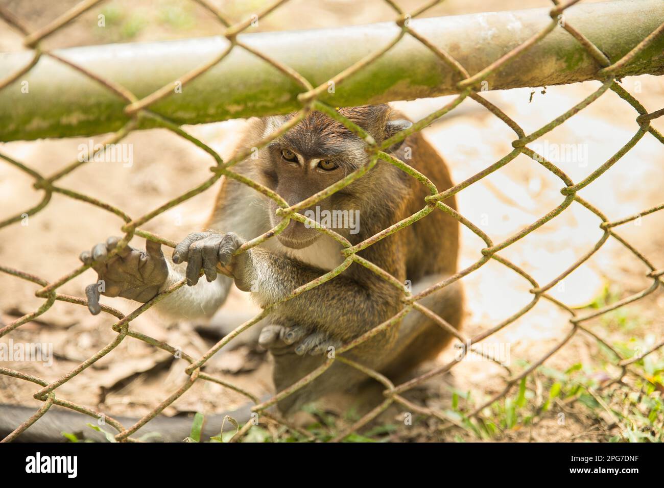 Philippines wildlife macaque hi-res stock photography and images - Alamy