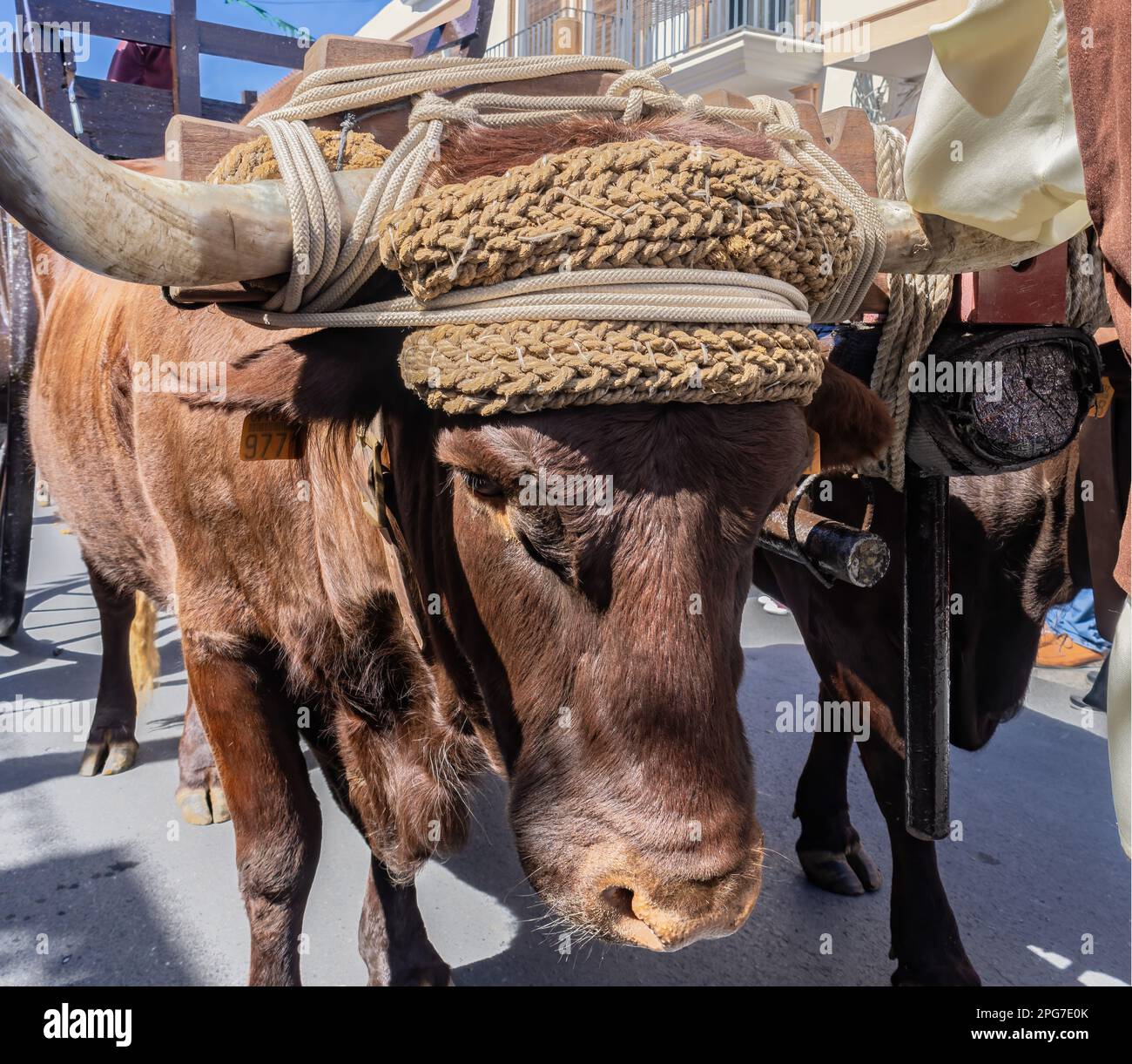 A large brown ox pulling a wooden cart in Medieval Fair Discovery of ...