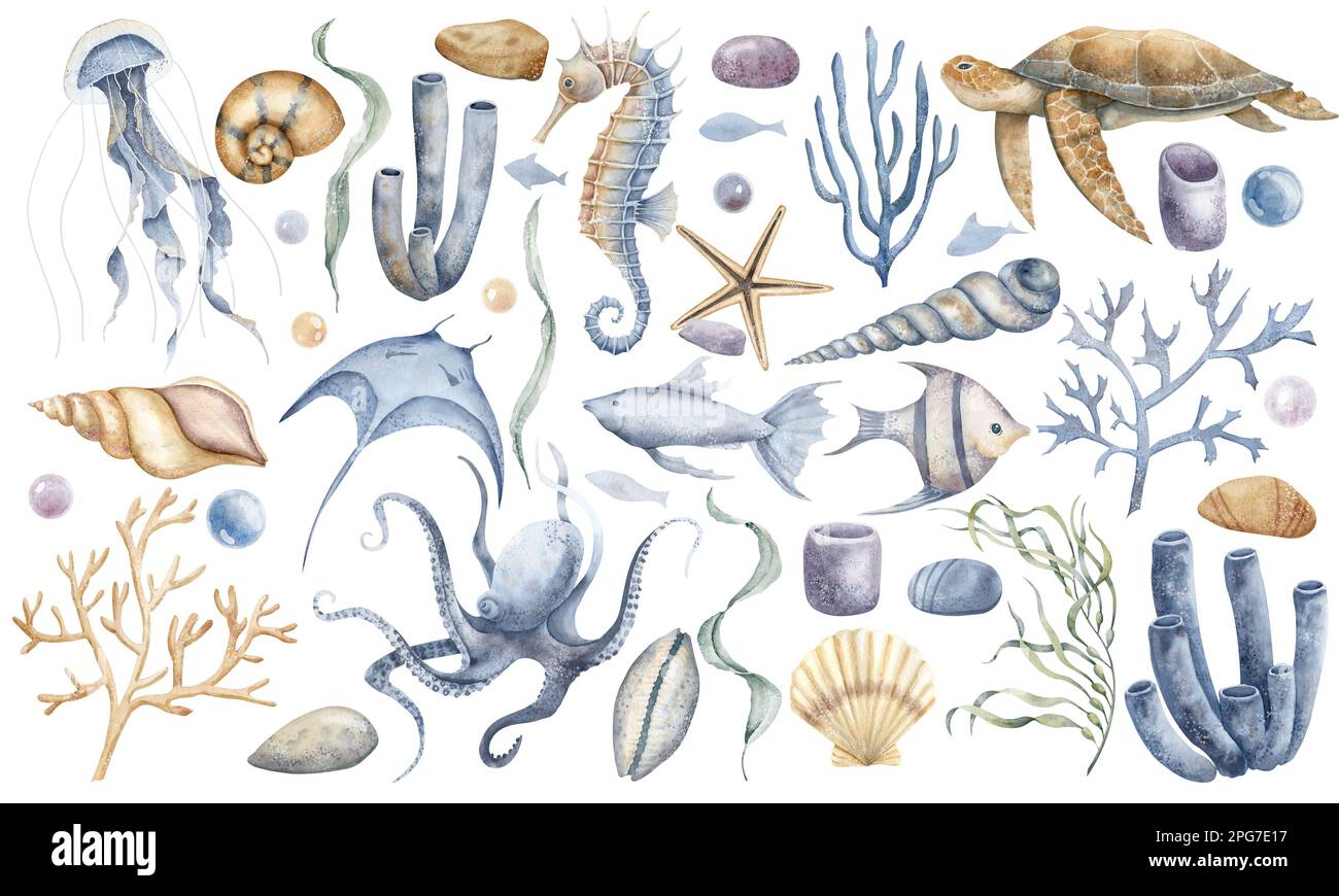 Big Undersea set with Seahorse, Jellyfish, corals and turtle. Hand ...