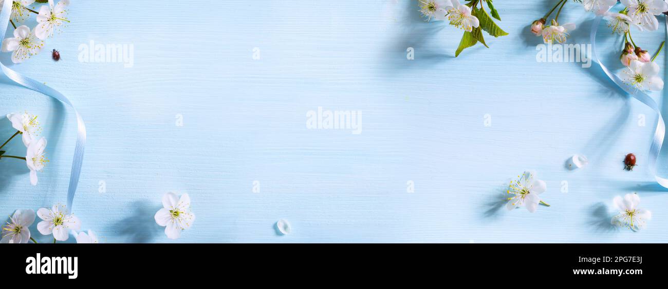 Spring flower border on blue background; white spring blossom border ...