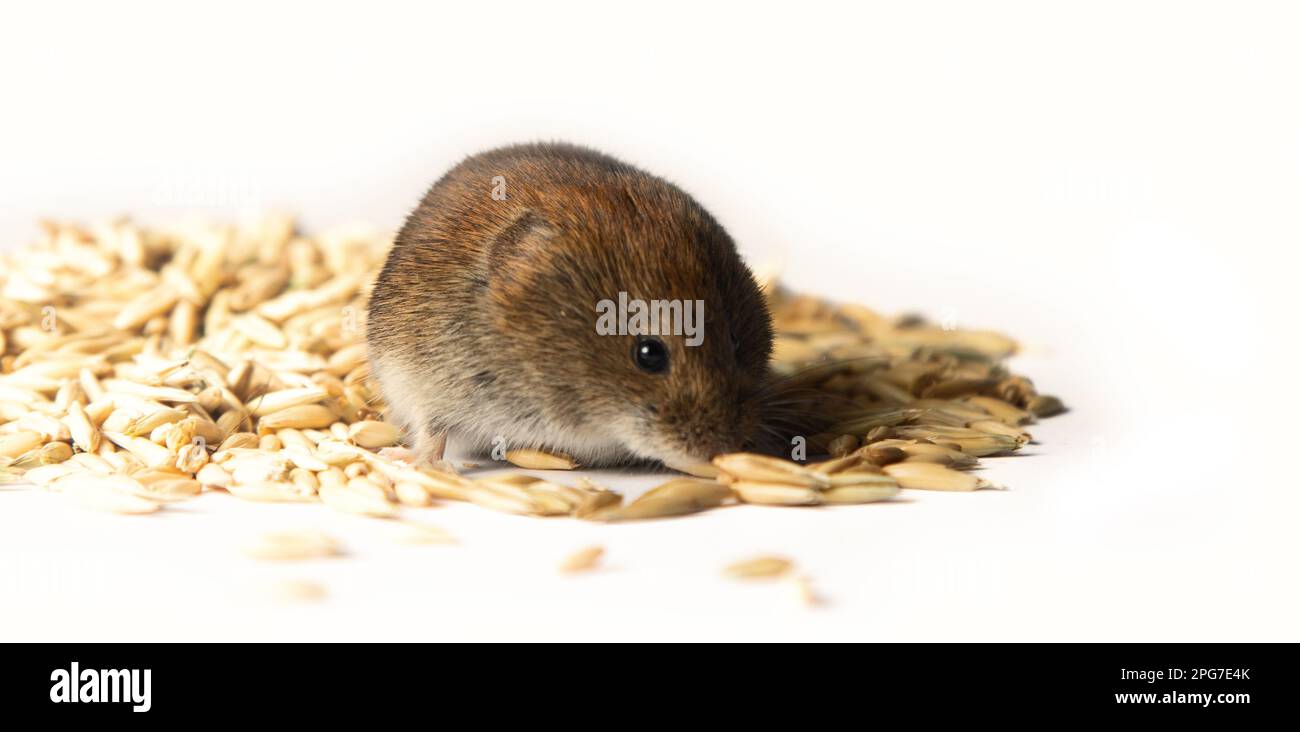 Voles are notorious pests of agriculture and households. Rodents damage ...