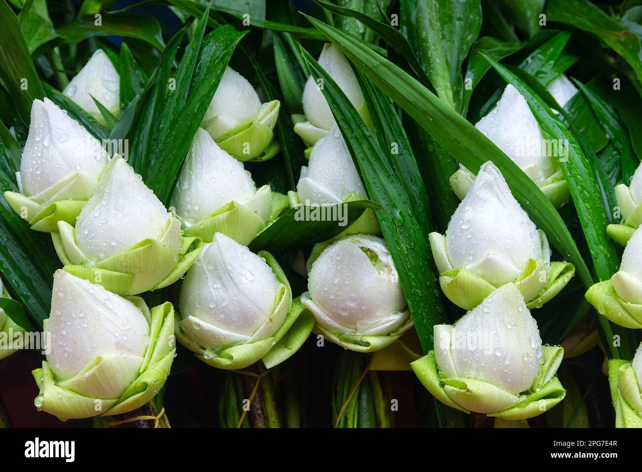 Lotus buds are sold unopened, or with artificially curved petals ...