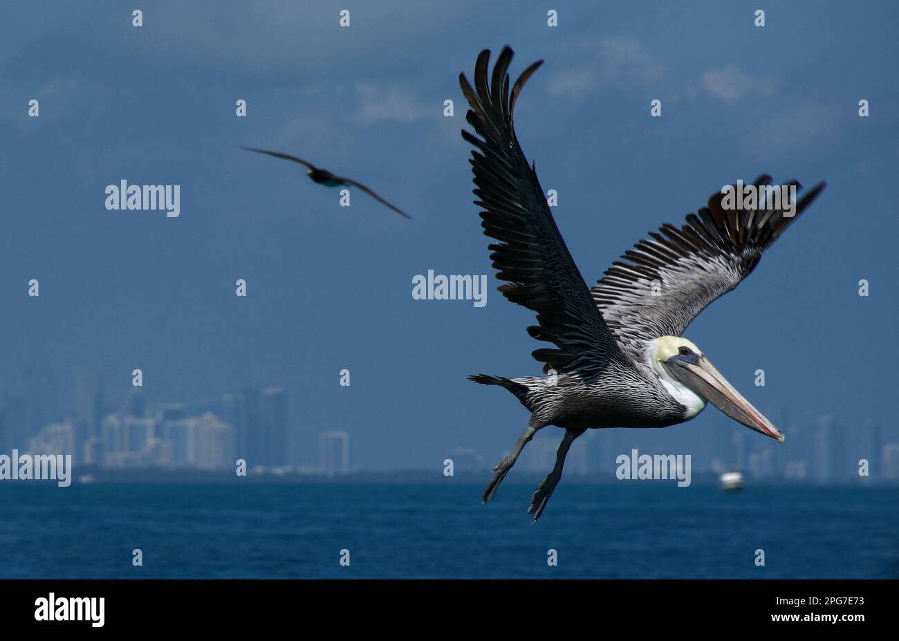 Galapagos brown pelican in flight over body of water with other birds ...