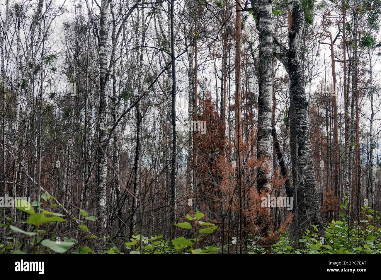 Fire-damaged forest, boreal forests. Burnt boreal forests. Wildfire low ...