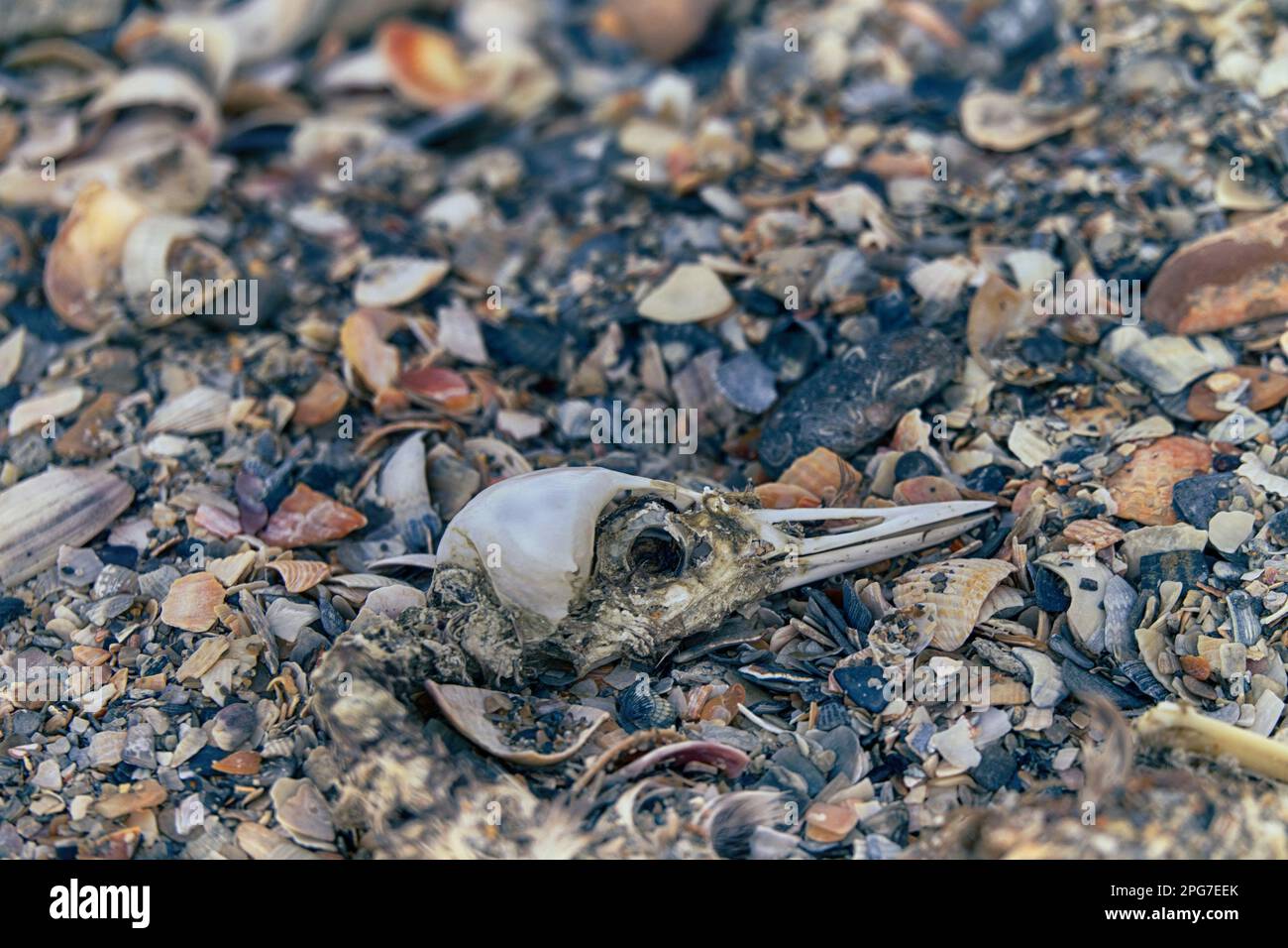 A dead bird is covered with shells on the beach in a storm. Skull Black ...
