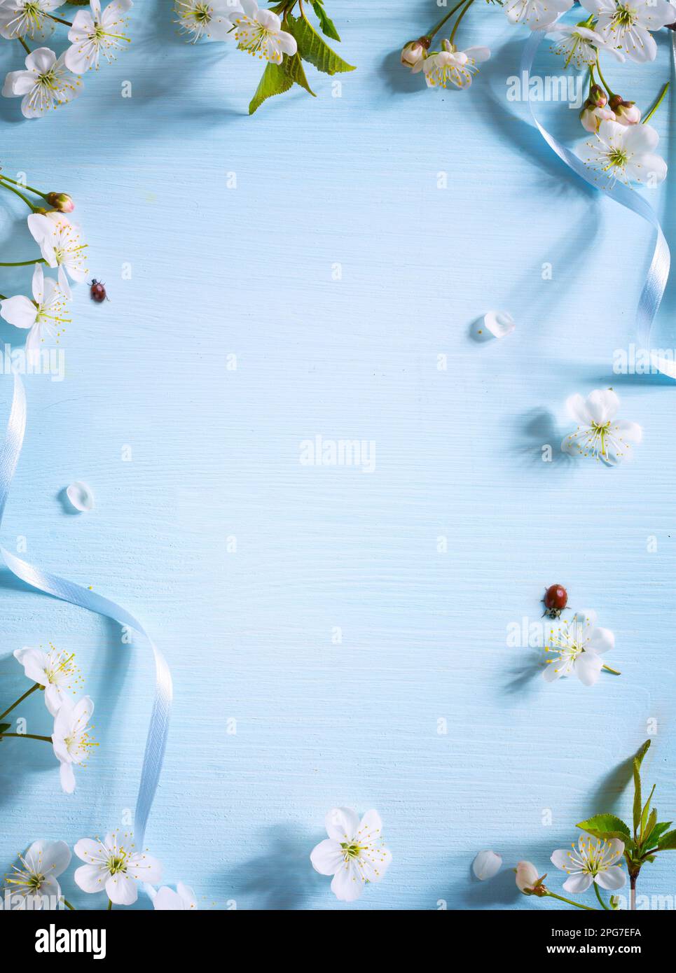 Spring flower border on blue background; white spring blossom border ...