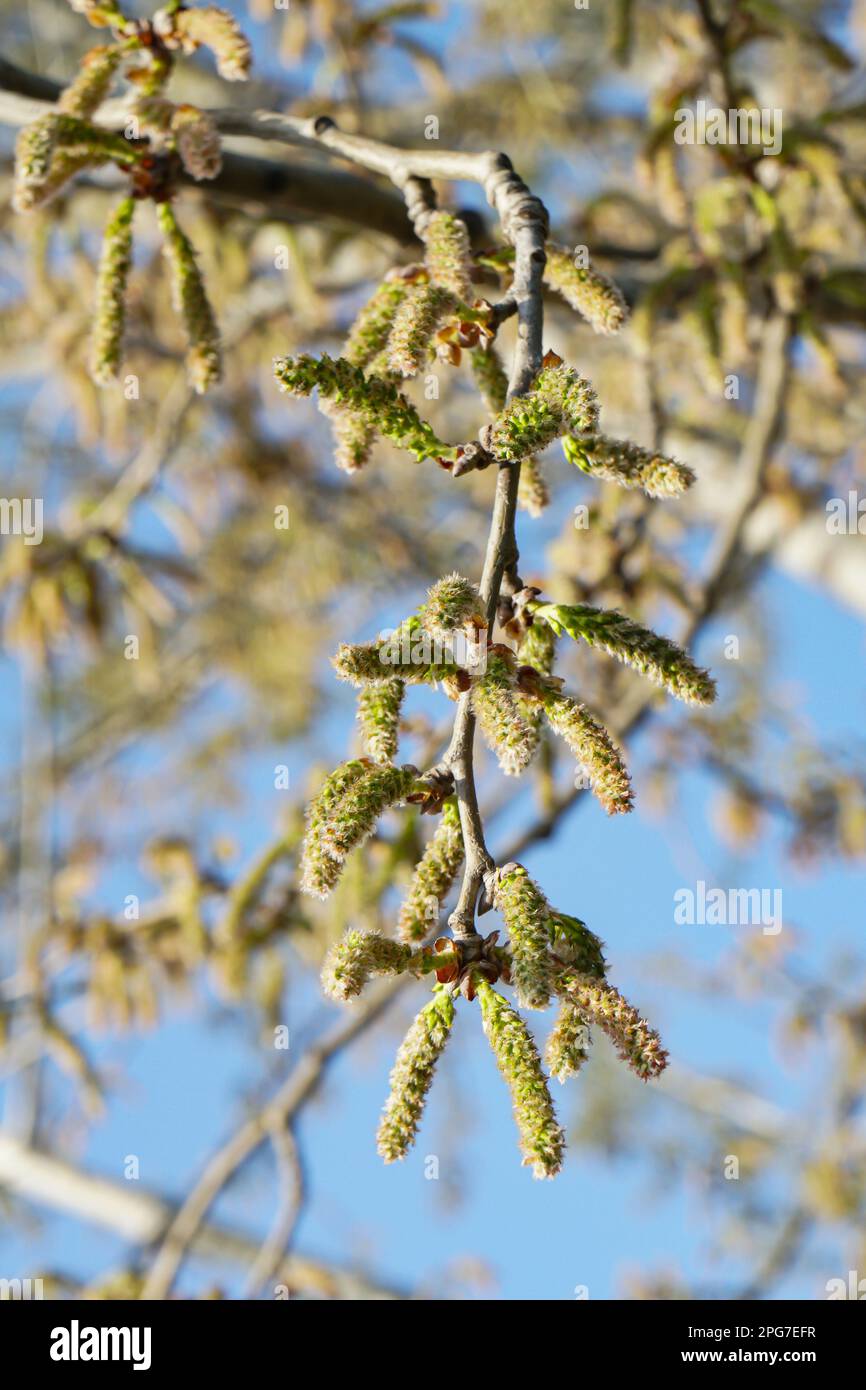 Poplar tree blossom, spring in Istanbul March 2023, Populus alba Stock ...