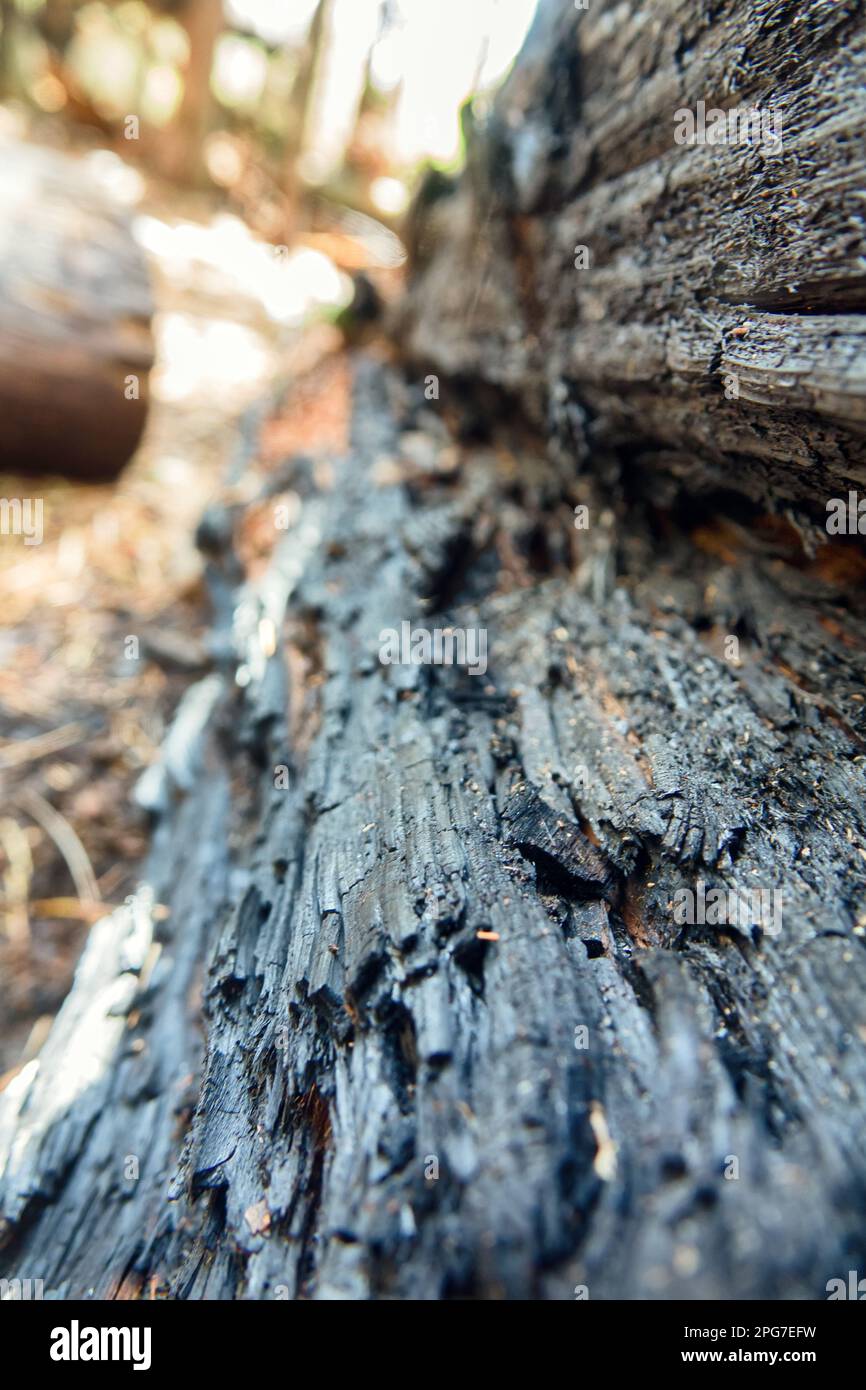 Fire-damaged forest boreal forests. Burnt boreal forests. Wildfire low ...