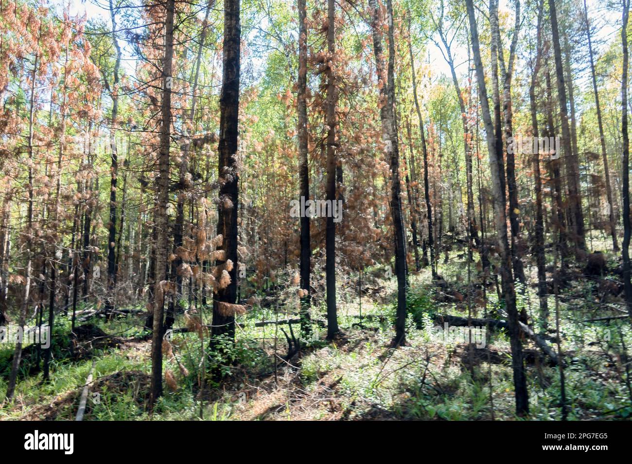 Fire-damaged forest boreal forests. Burnt boreal forests. Wildfire low ...