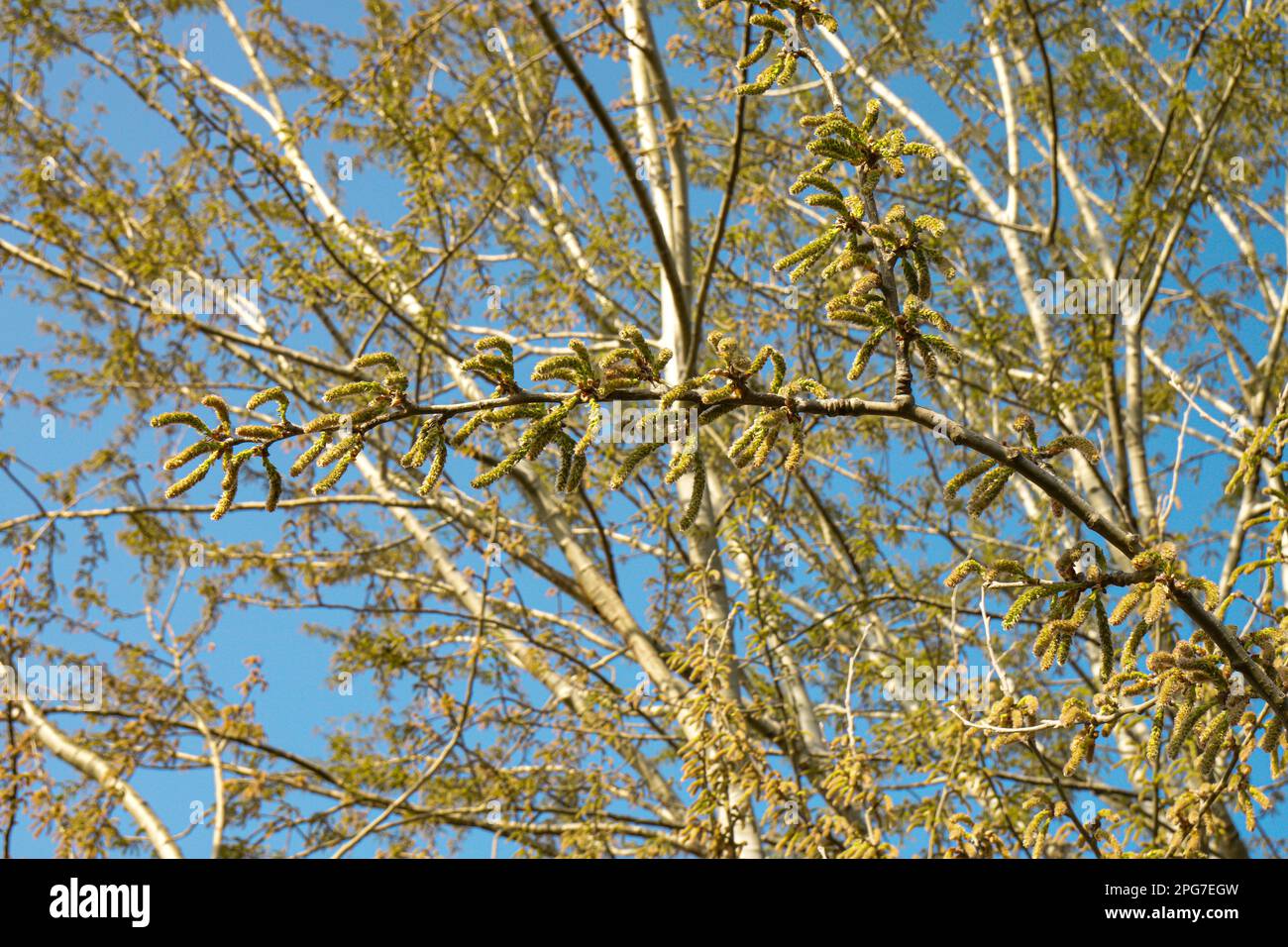 Poplar tree blossom, spring in Istanbul March 2023, Populus alba Stock ...