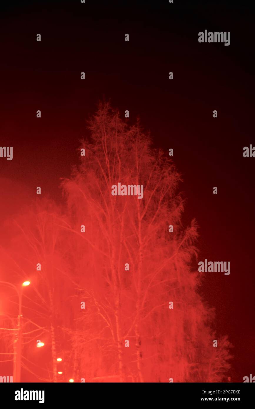 Hard winter. A haze frosted tree in a northern city, a frosty night ...