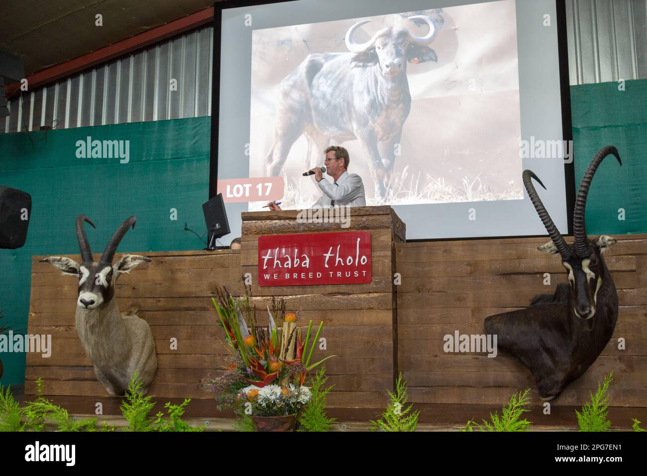Auctioneer Brandon Leer at the Thaba Tholo game auction in 2018 selling ...