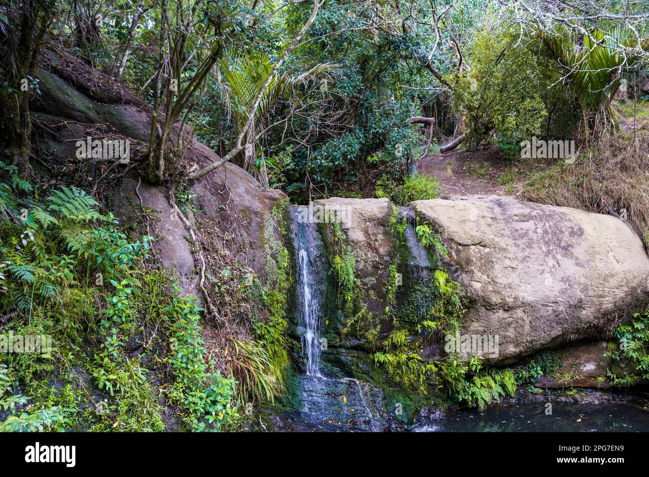 In the park, Auckland, New Zealand Stock Photo - Alamy