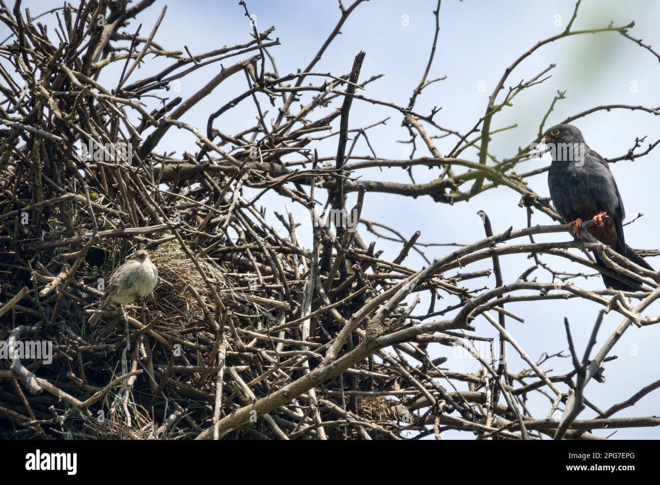 Spanish sparrows (Passer hispaniolensis) nest in rooks' nests, where ...
