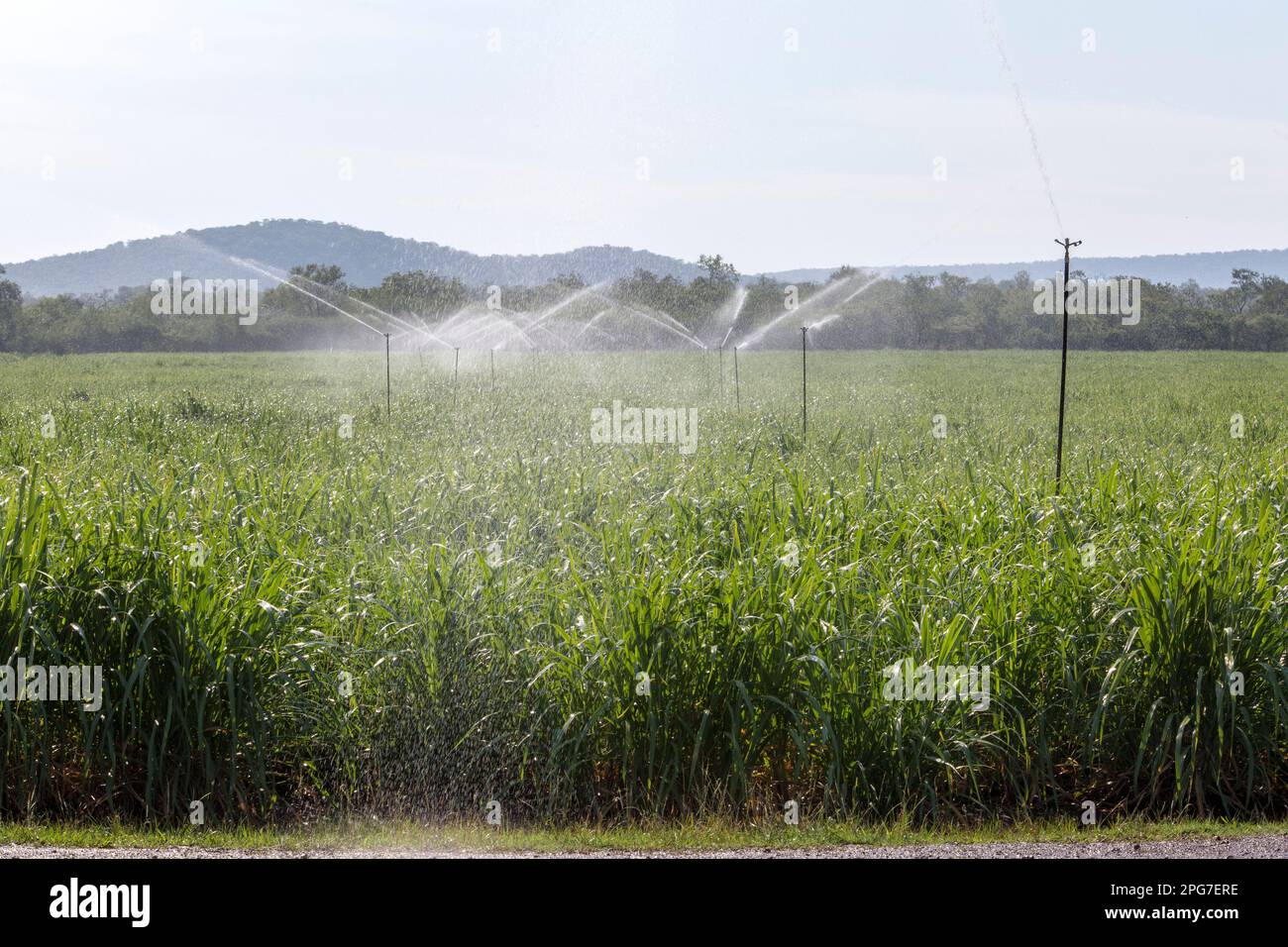 Overhead sprinklers irrigating a field of sugar cane in eastern ...