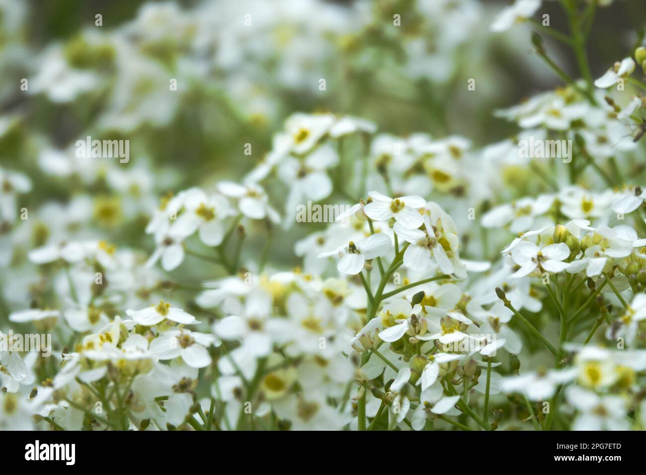 Russian sea kale (Crambe tatarica) blooms (white inflorescences) on ...