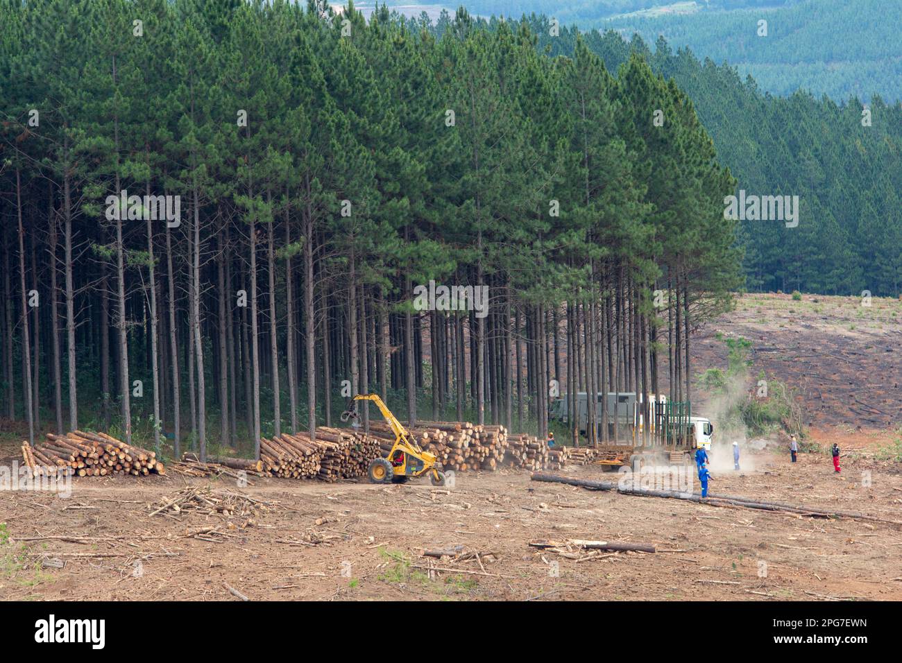 Felling and logging operation to clearfell mature pine and load onto ...