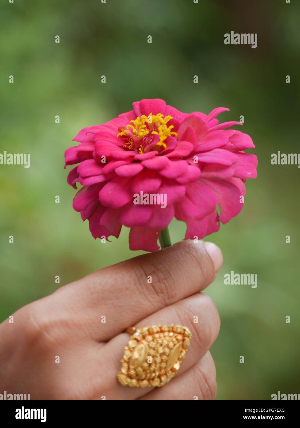 A closeup of a hand holding a bright pink flower against a vibrant ...