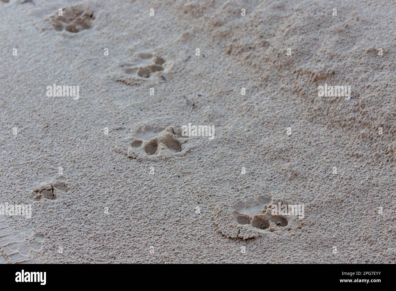 Tracks of a male lion (Panthera leo) in soft sand Stock Photo - Alamy