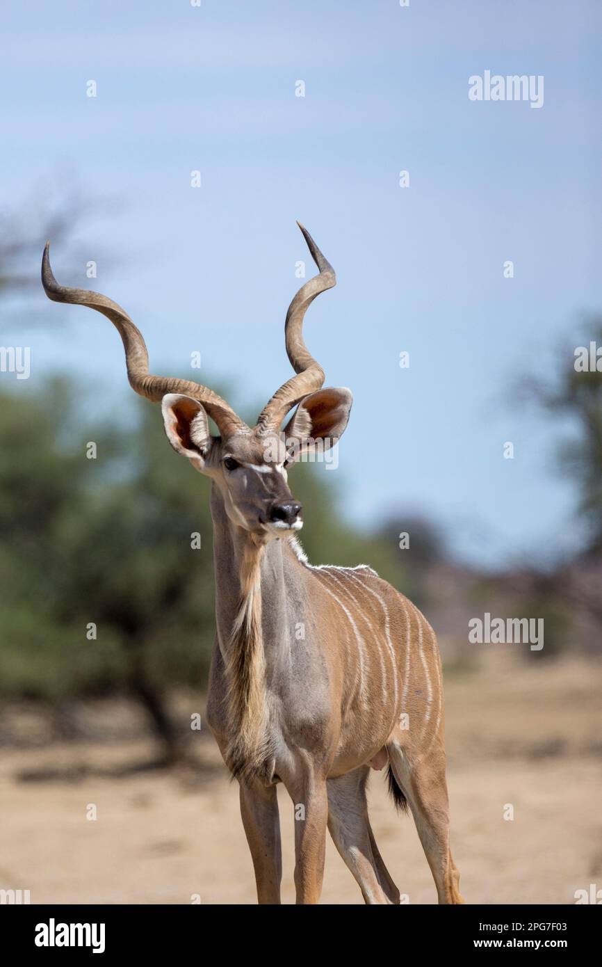 greater kudu (Tragelaphus strepsiceros Stock Photo - Alamy