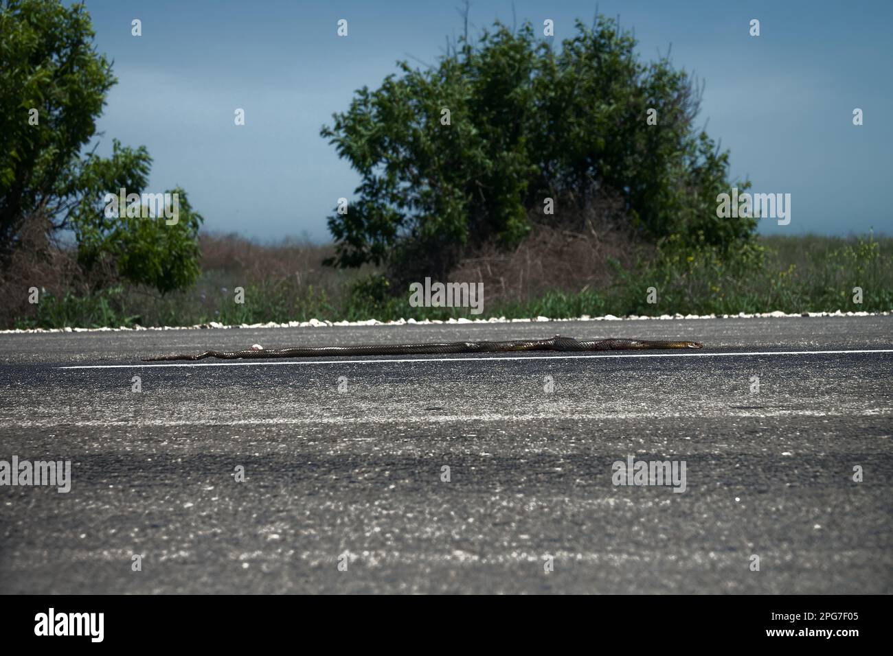 Snake on road is always corpse. Human's dislike of snakes, their ...