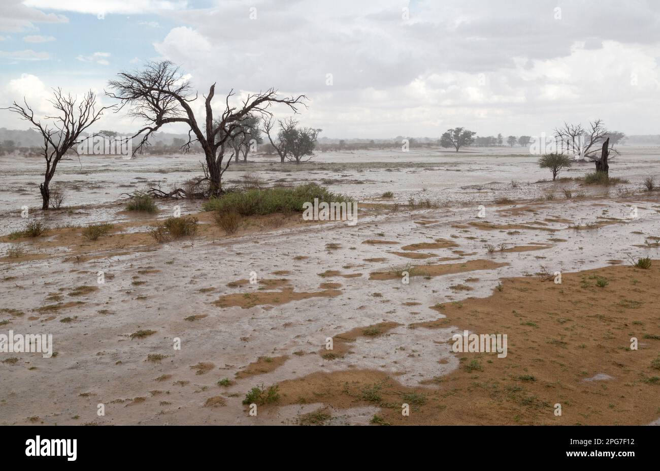 Scenic kalahari landscape during a summer rain storm with water puddles ...