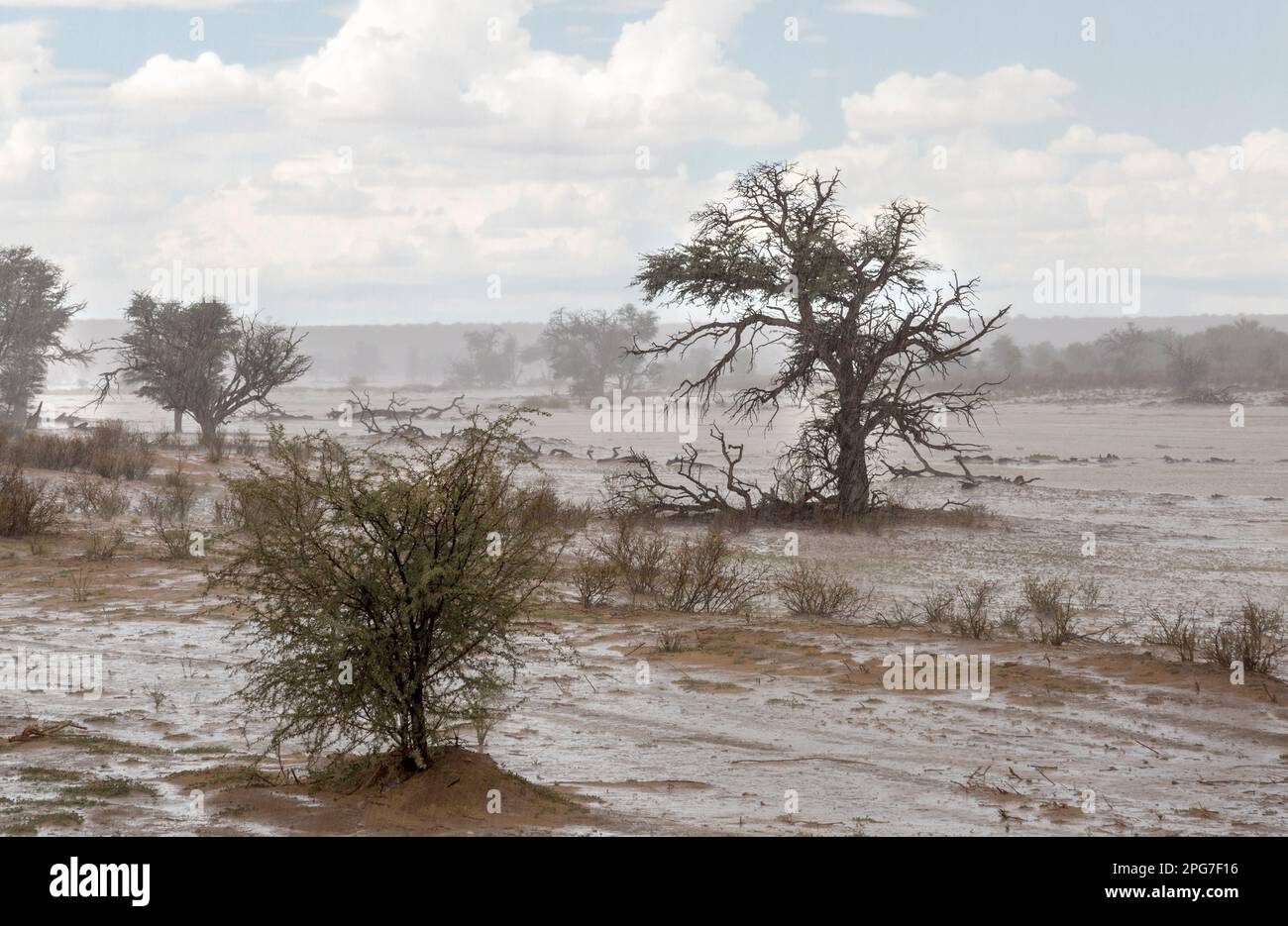 Scenic kalahari landscape during a summer rain storm with water puddles ...