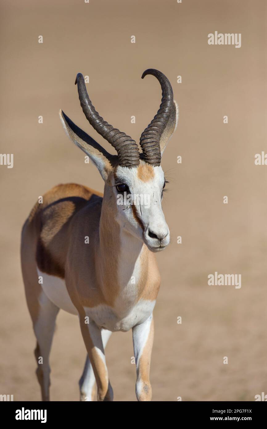 Portrait of a springbok (Antidorcas marsupialis) ram Stock Photo - Alamy