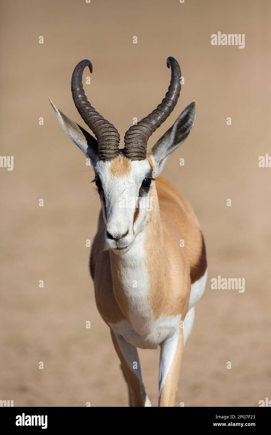 Portrait of a springbok (Antidorcas marsupialis) ram Stock Photo - Alamy