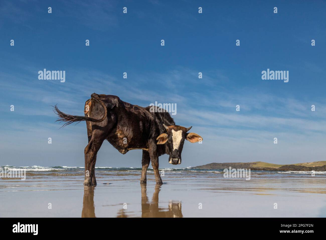 Black bull with a white forehead standing on a Transkei beach near Kob ...