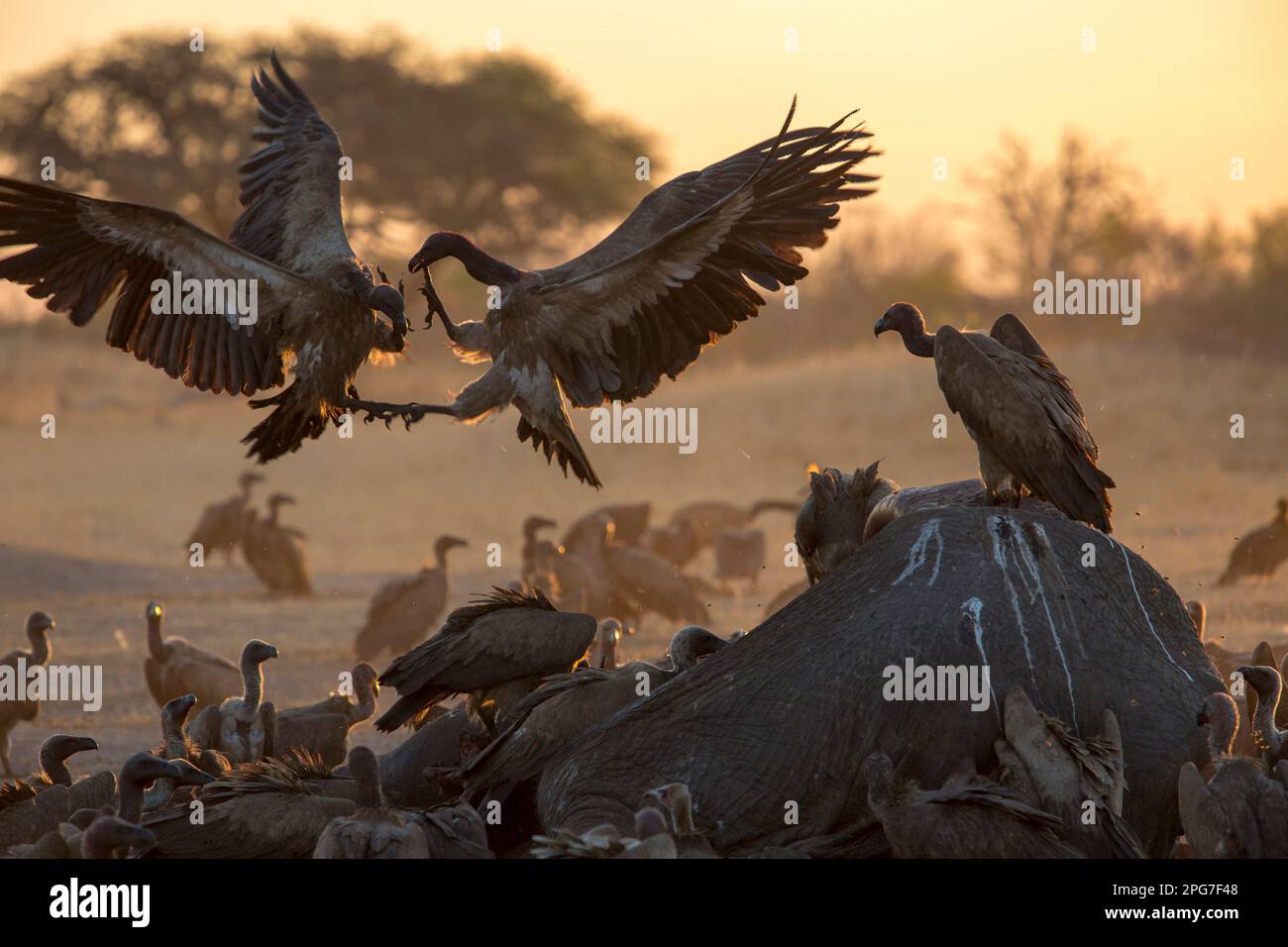 Vultures feeding fighting hi-res stock photography and images - Alamy