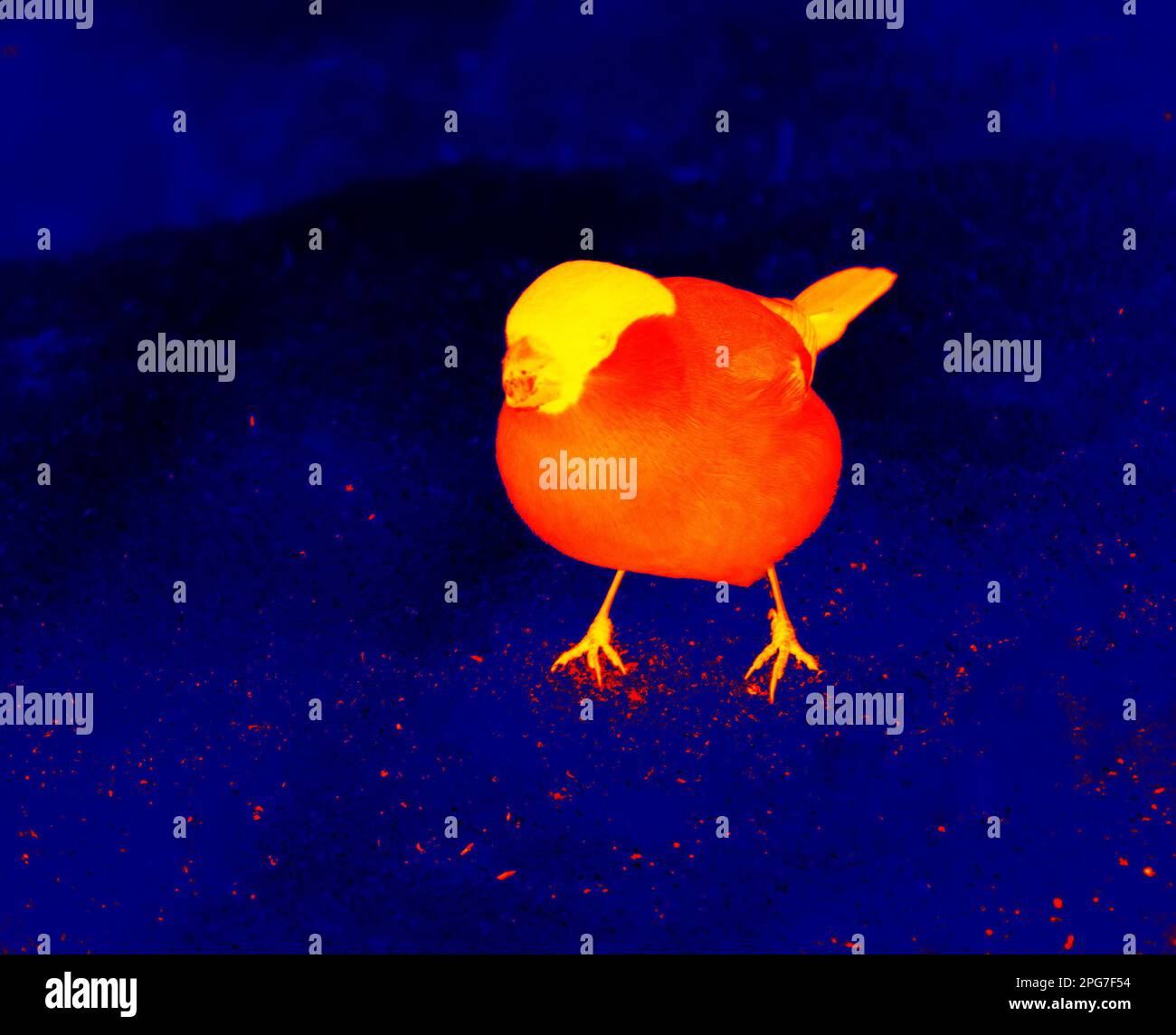One bird in winter in snow. Illustration of thermal image Stock Photo ...