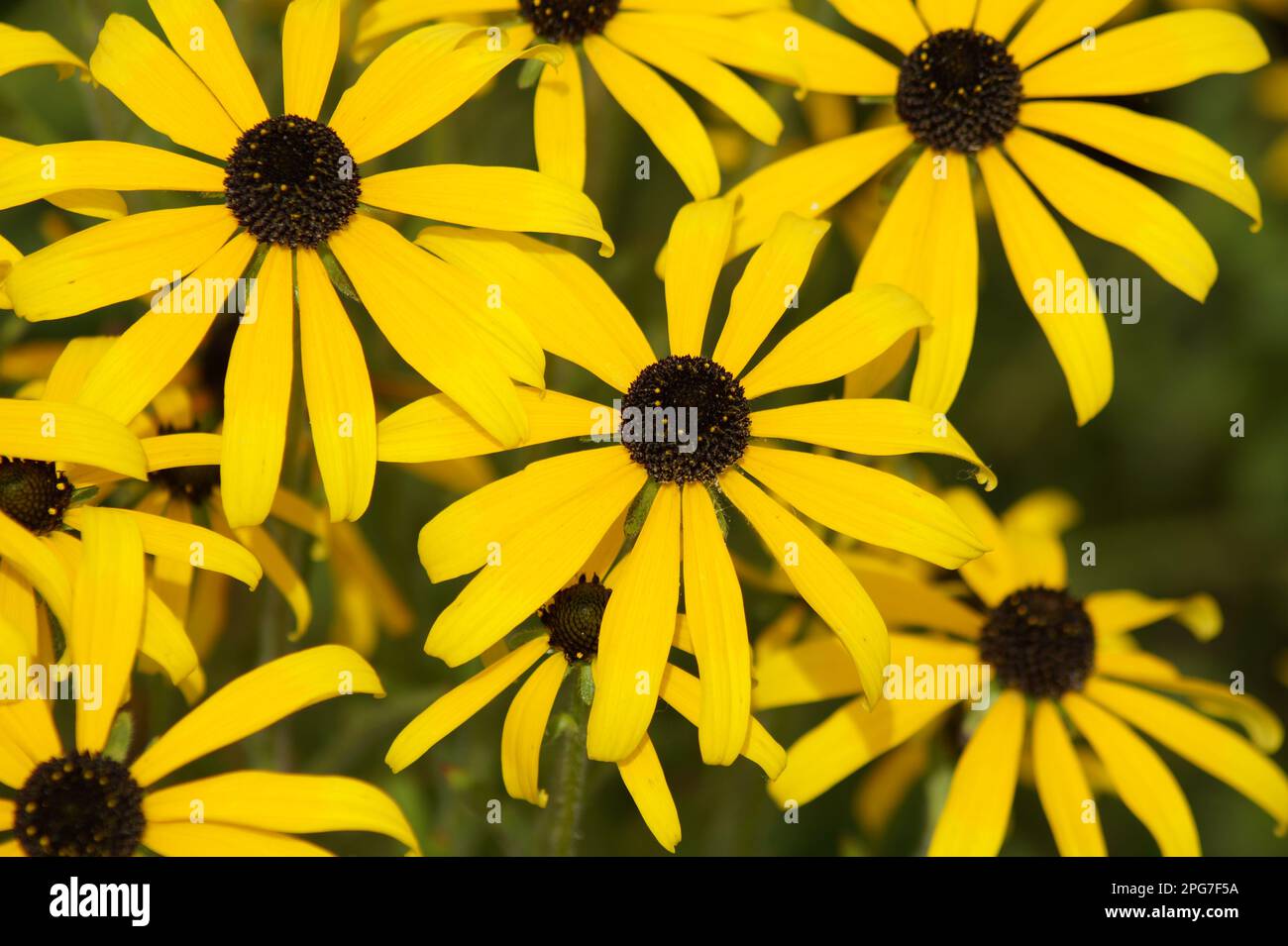 yellow flowers blooming in the garden Stock Photo - Alamy
