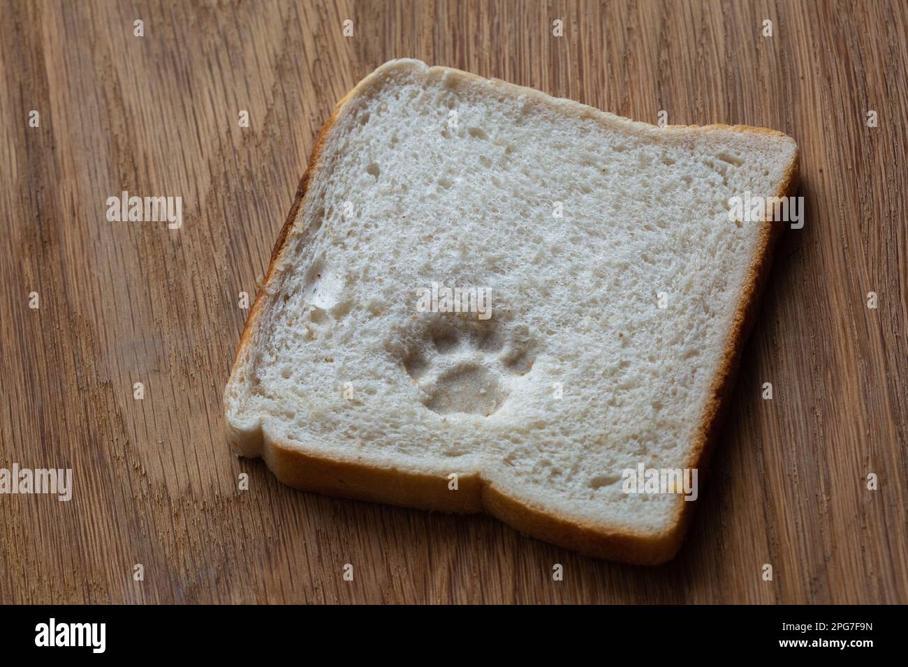 Paw print of a domestic cat which stepped onto a slice of bread lying ...
