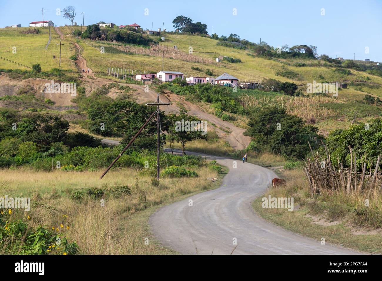 Pondoland scene with a curving dirt road winding through the hilly ...