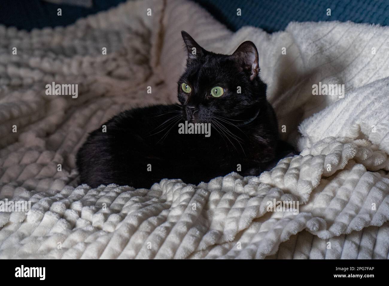 Resting kitty cat hi-res stock photography and images - Alamy