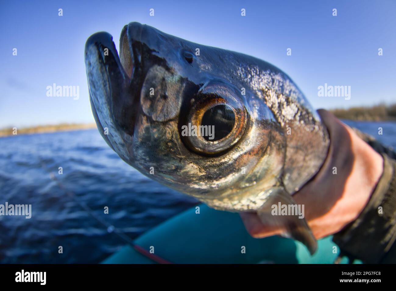 The Sabrefish (Pelecus cultratus) was caught from the northern river ...