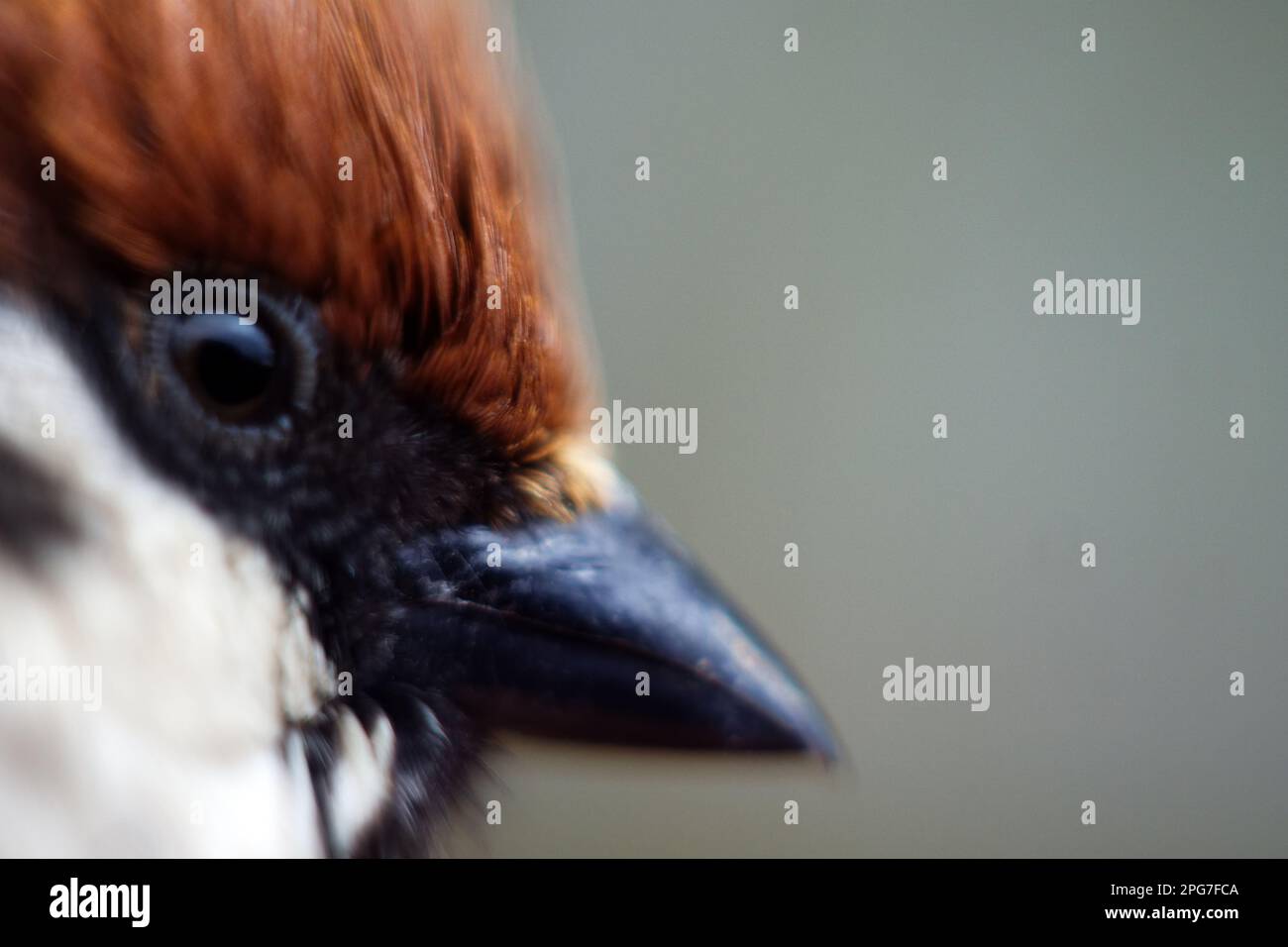 Closer to nature and human. Macro images of well-known birds in a ...