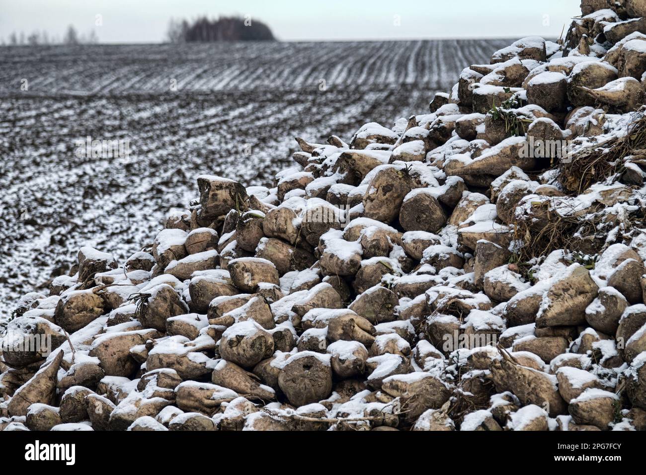 Sugar-beet growing, olericulture. Root crop are harvested before frosts ...