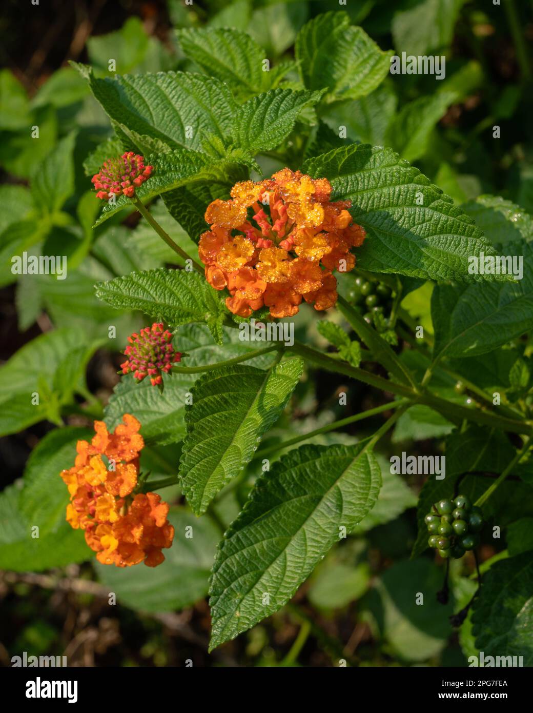 Closeup view of colorful orange clusters of flowers and fruit of ...
