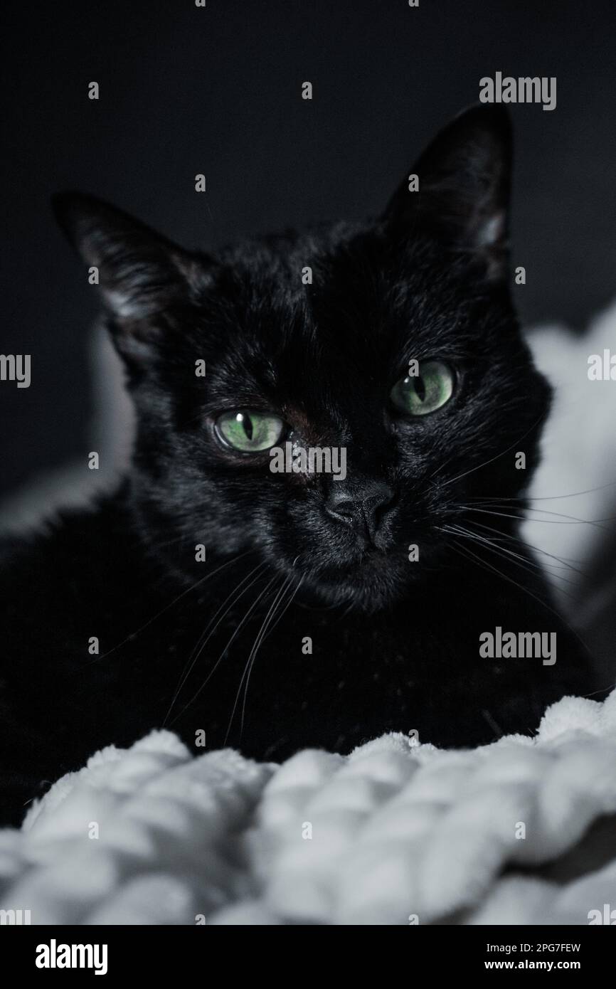 Old black cat hi-res stock photography and images - Alamy