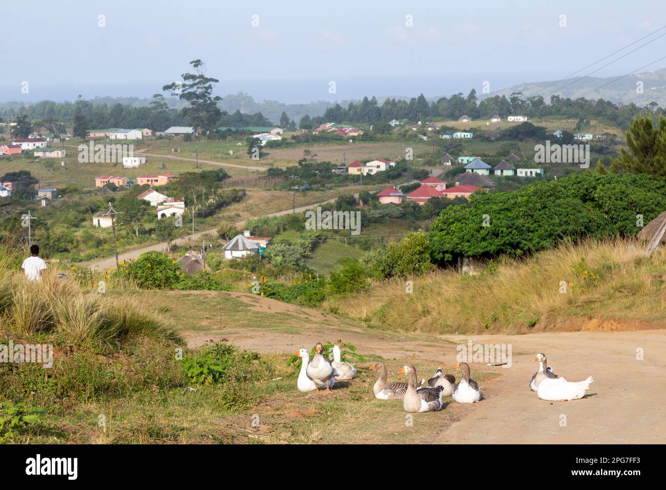 Rural Pondoland scene with a flock of geese resting on the road verge ...