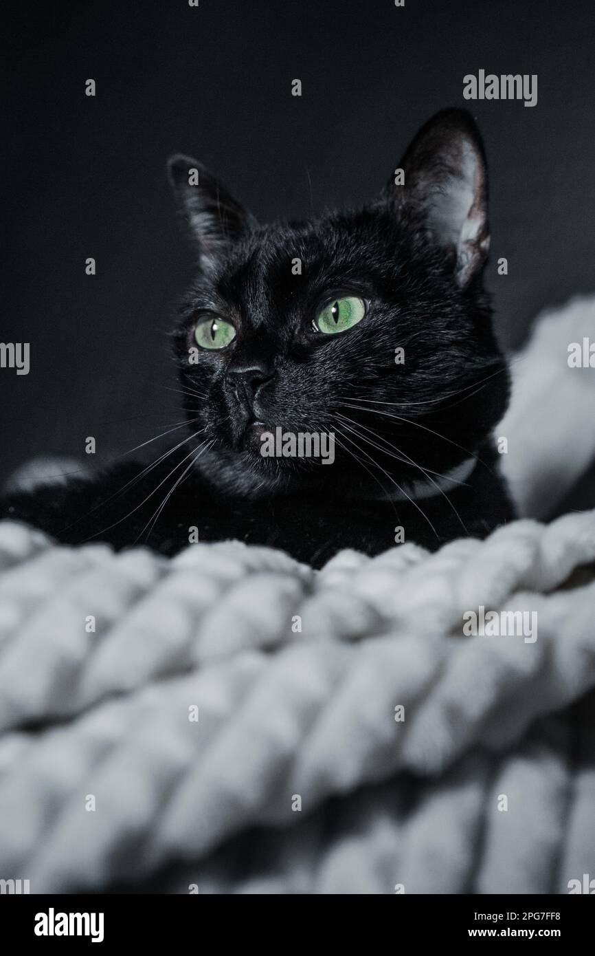 Resting kitty cat hi-res stock photography and images - Alamy