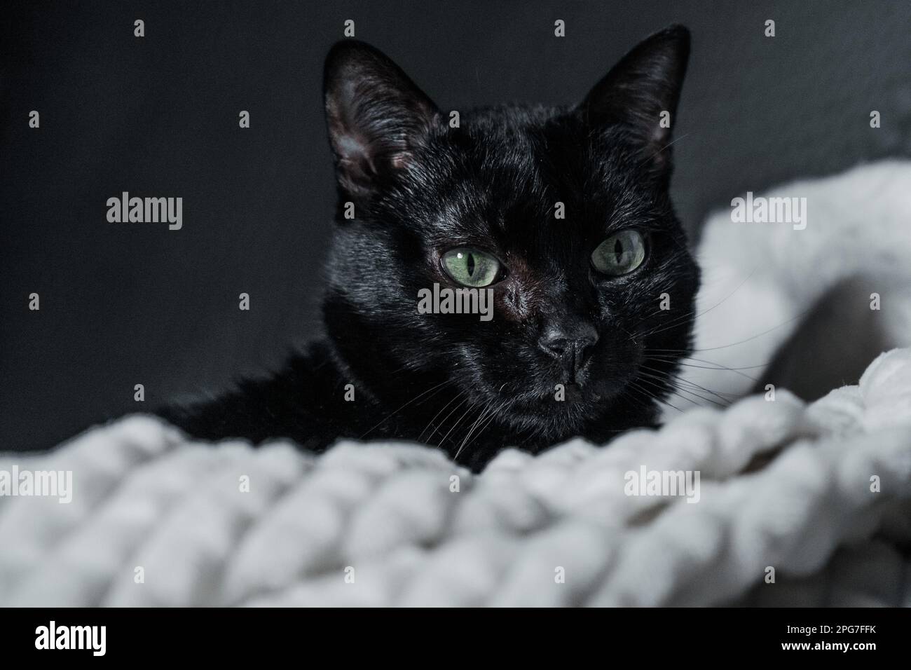 Old black cat hi-res stock photography and images - Alamy