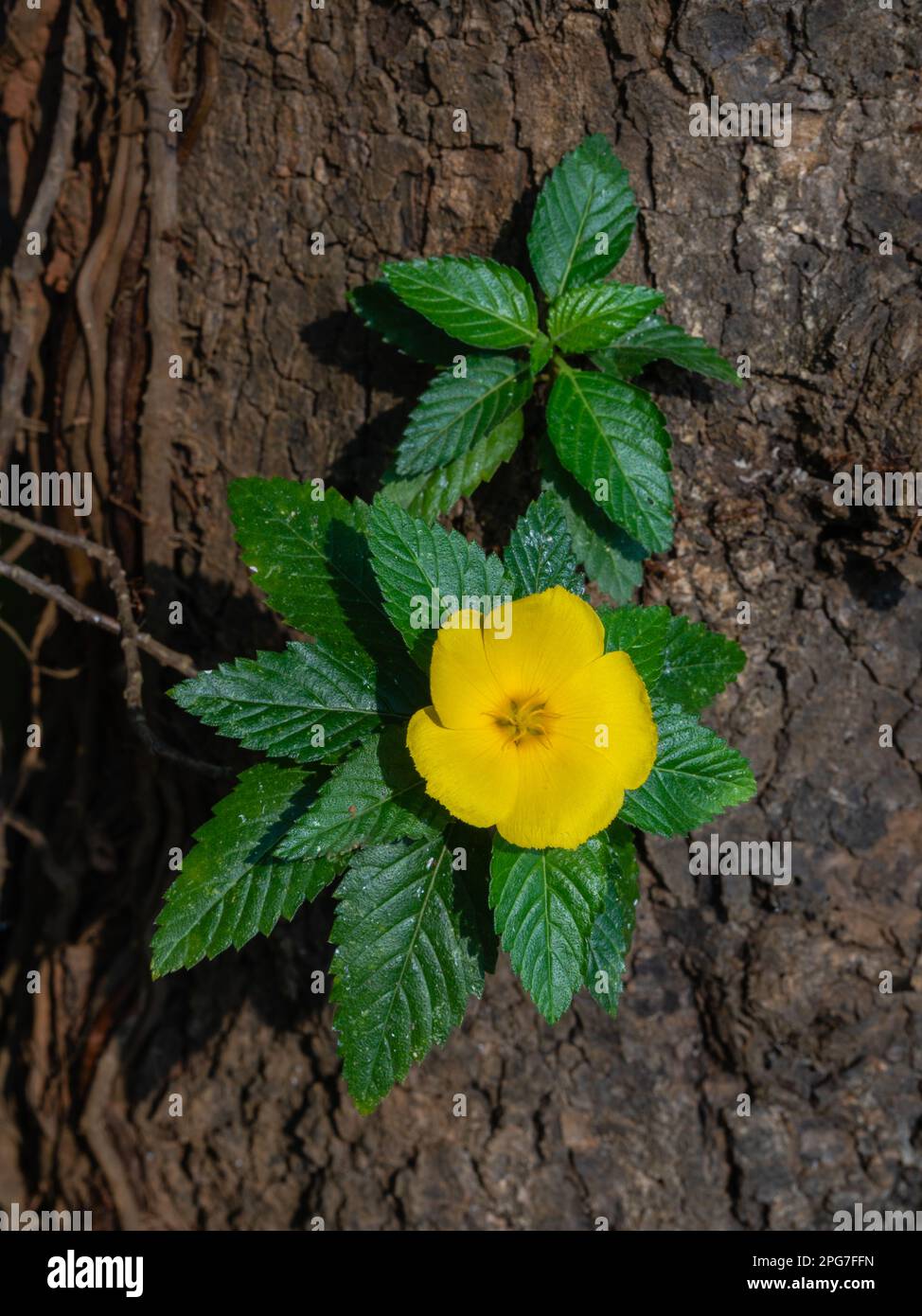 Closeup vertical view of yellow flower and toothed leaves of turnera ...