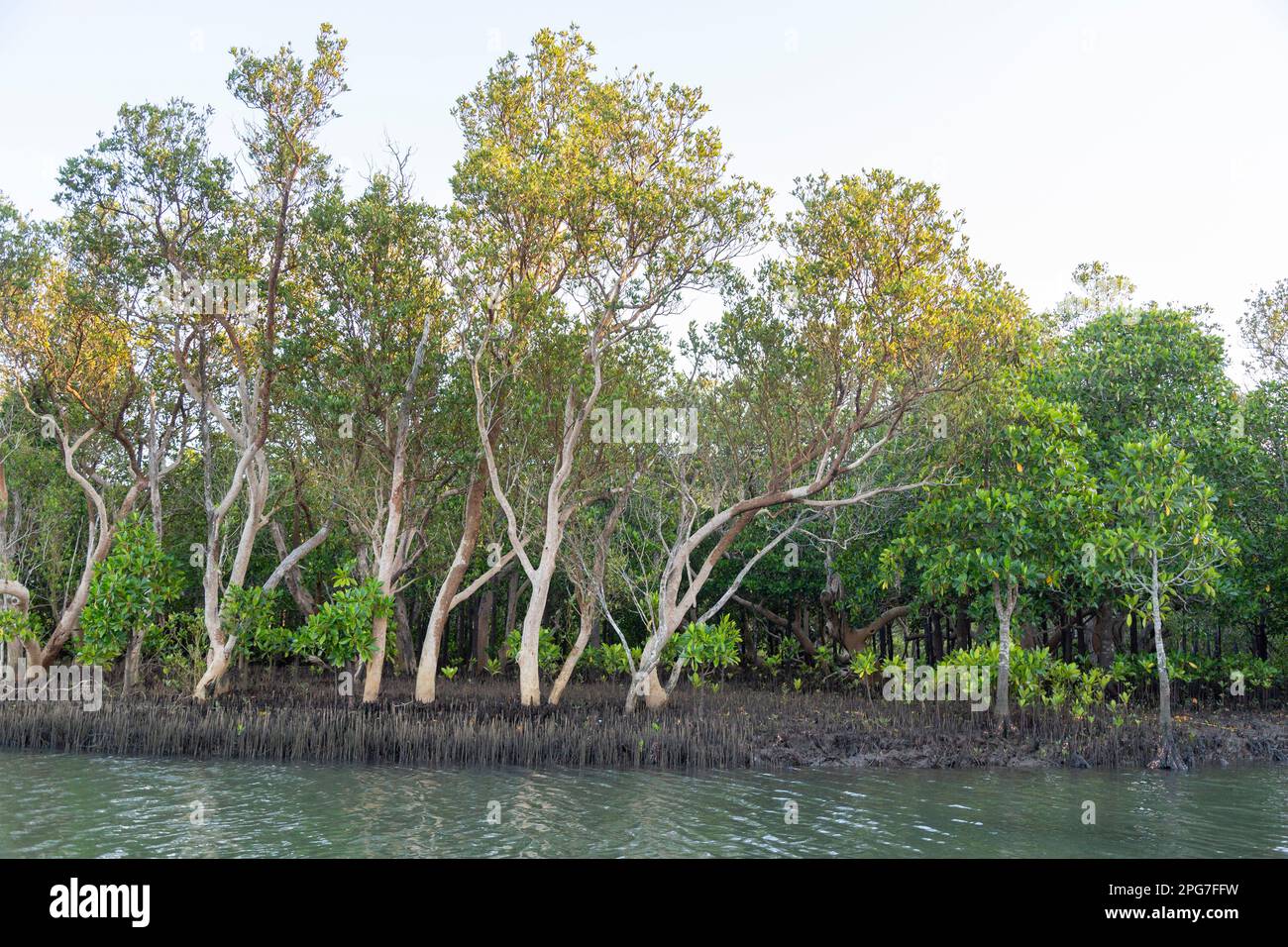 Mixed stand of Black Mangrove (Bruguieria gymnorrhiza) trees in the ...