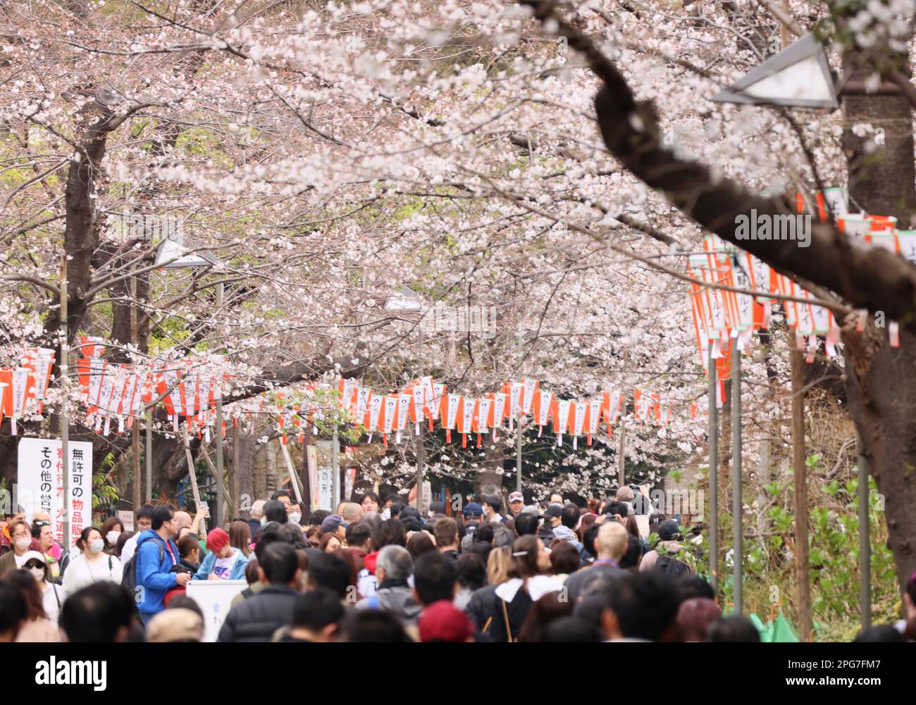 Tokyo, Japan. 21st Mar, 2023. People enjoy to see cherry blossoms at ...